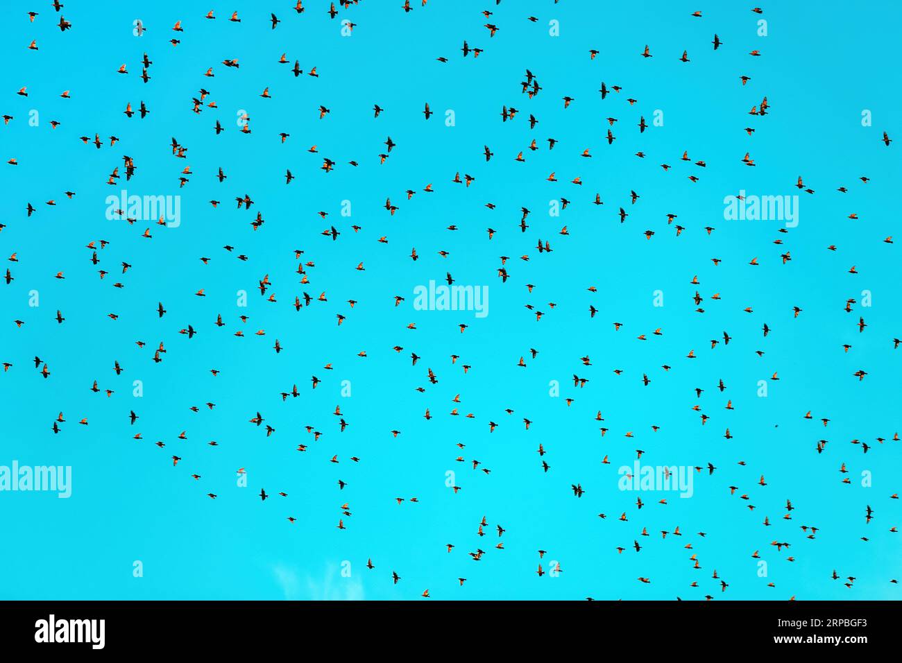 Flock of starling birds flying across the blue summer sky, low angle ...