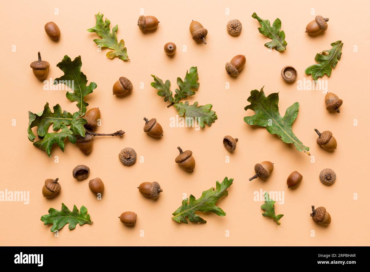 Branch with green oak tree leaves and acorns on colored background ...