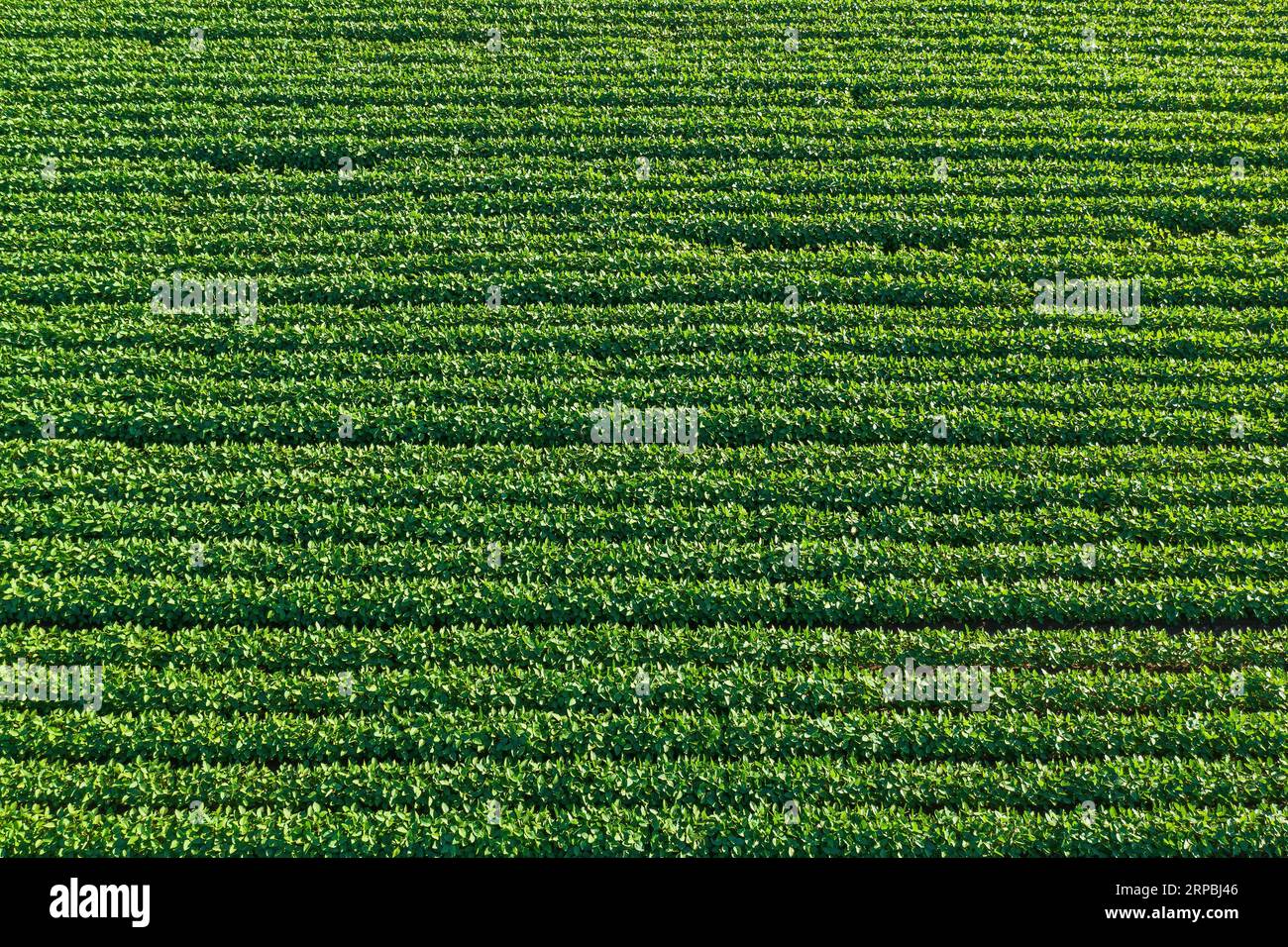 Aerial shot of green soybean field in summer. Cultivated Glycine max ...