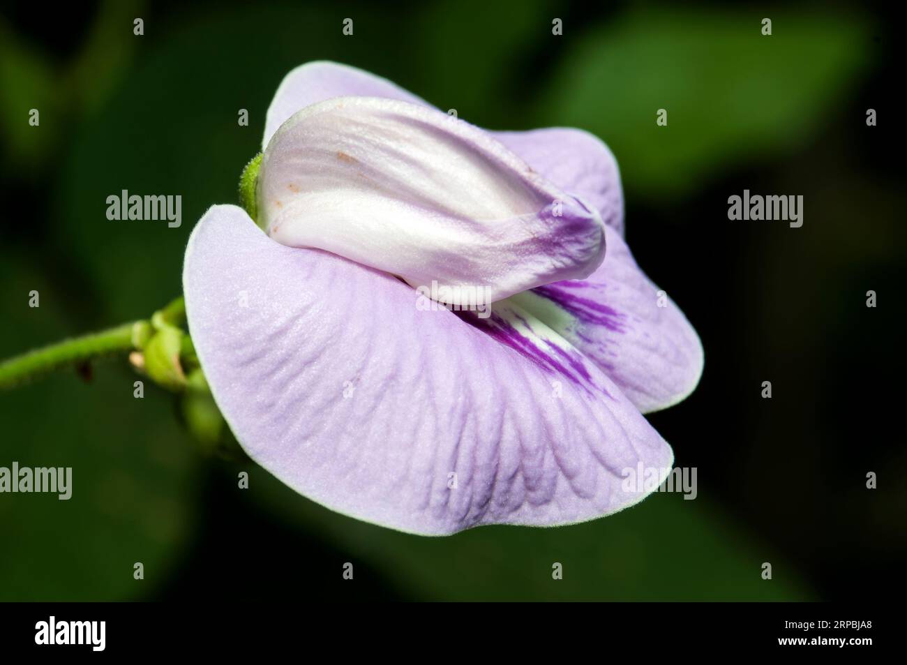 Centrosema pubescens hi-res stock photography and images - Alamy