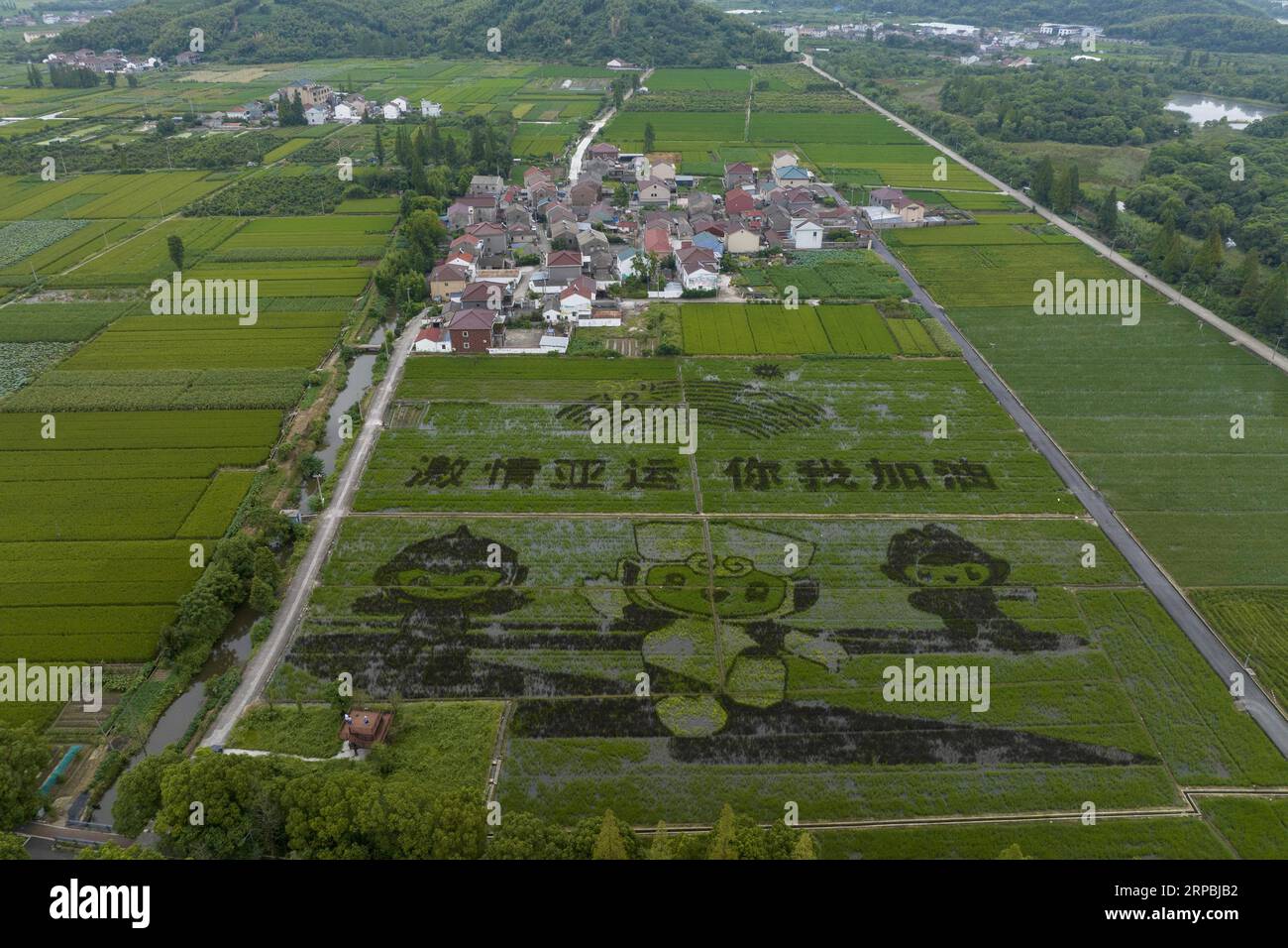 Aerial photo shows the Asian Games themed paintings on a rice field in ...