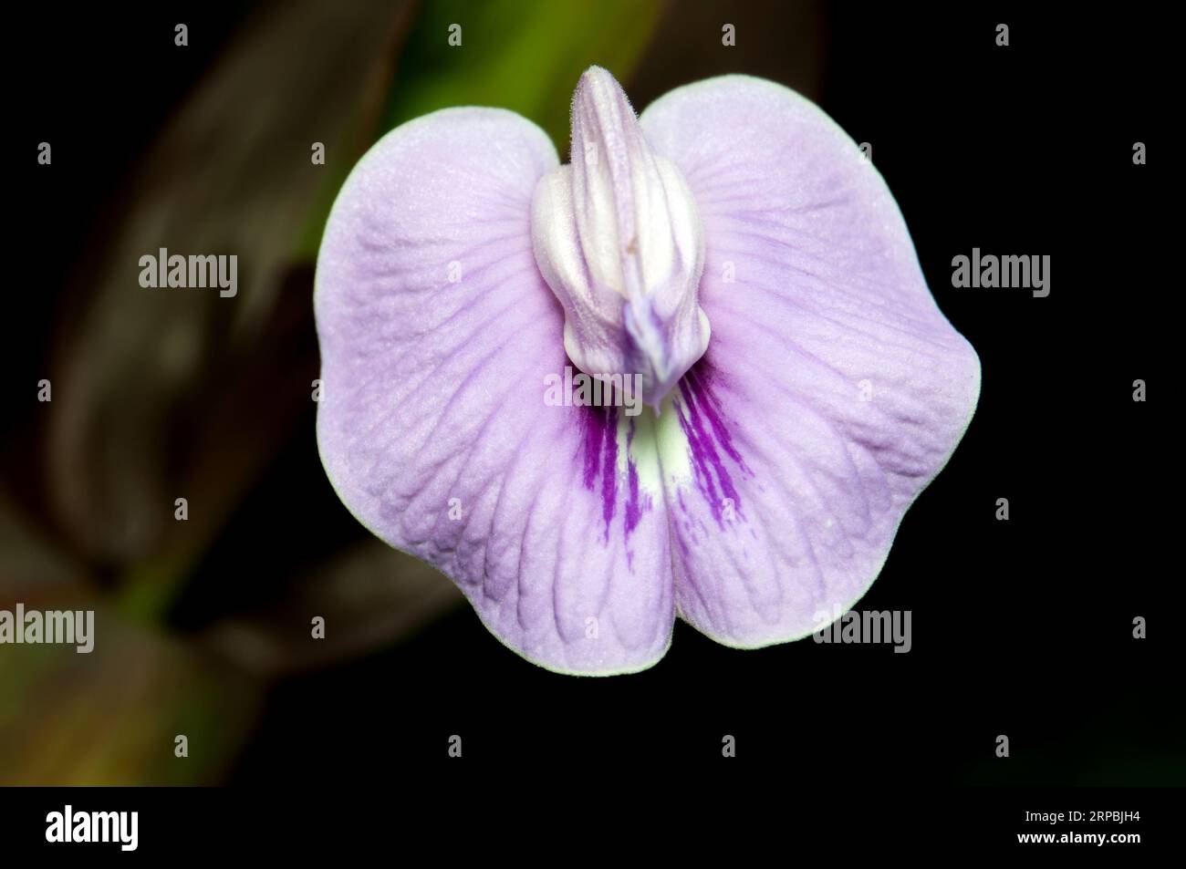 Centrosema pubescens - common name centro or butterfly pea Stock Photo ...