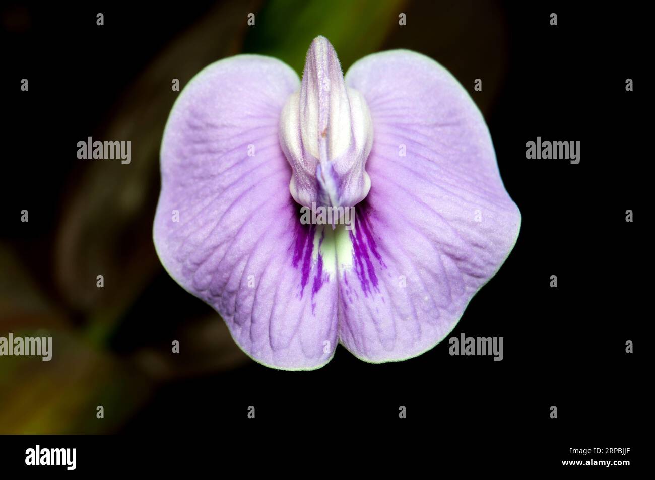 Centrosema pubescens - common name centro or butterfly pea Stock Photo ...