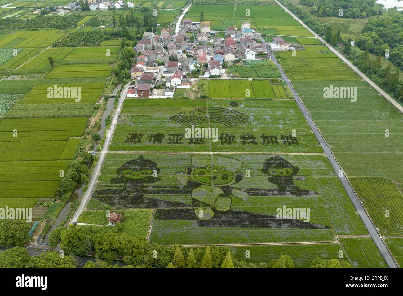 Aerial photo shows the Asian Games themed paintings on a rice field in ...