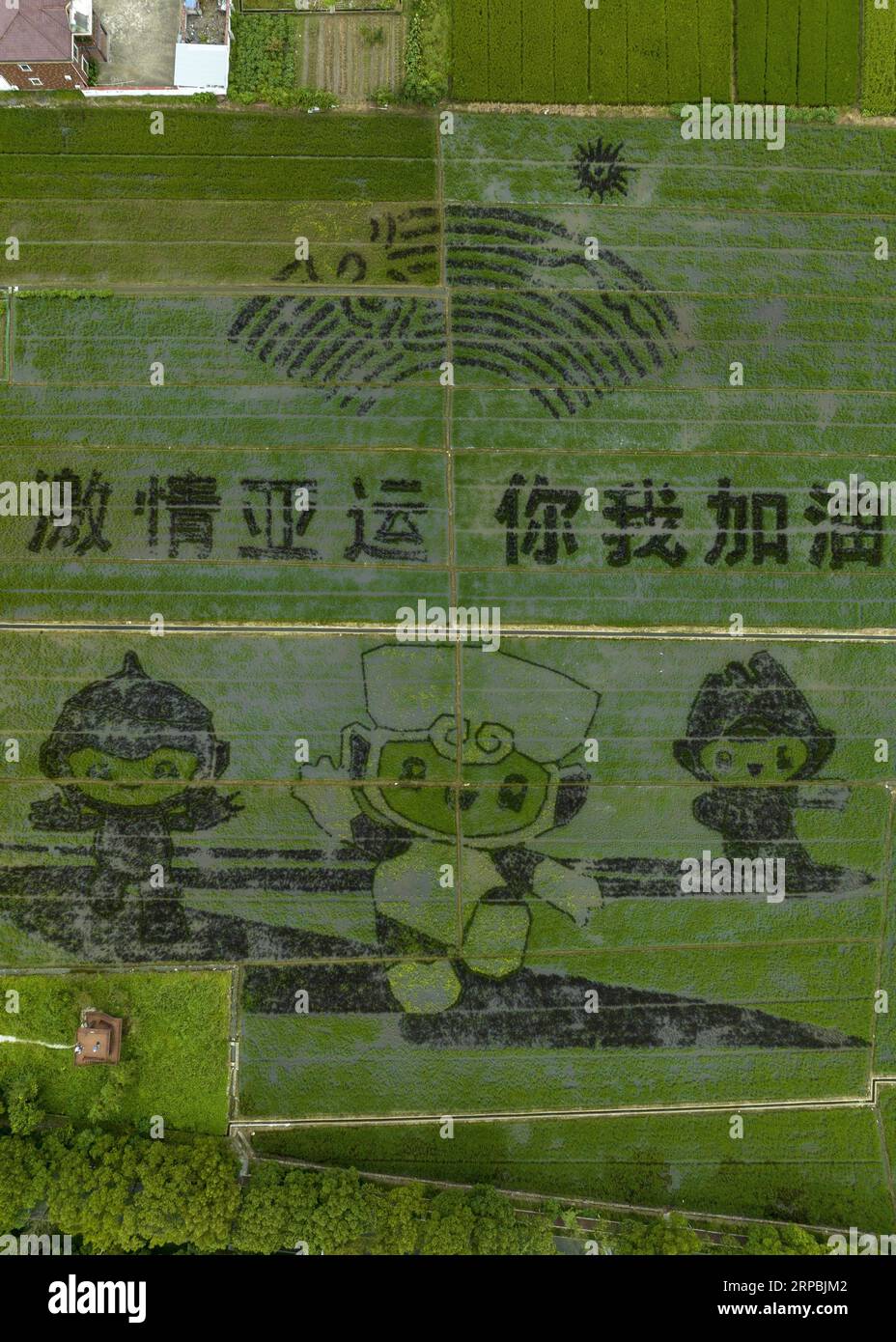 Aerial photo shows the Asian Games themed paintings on a rice field in ...