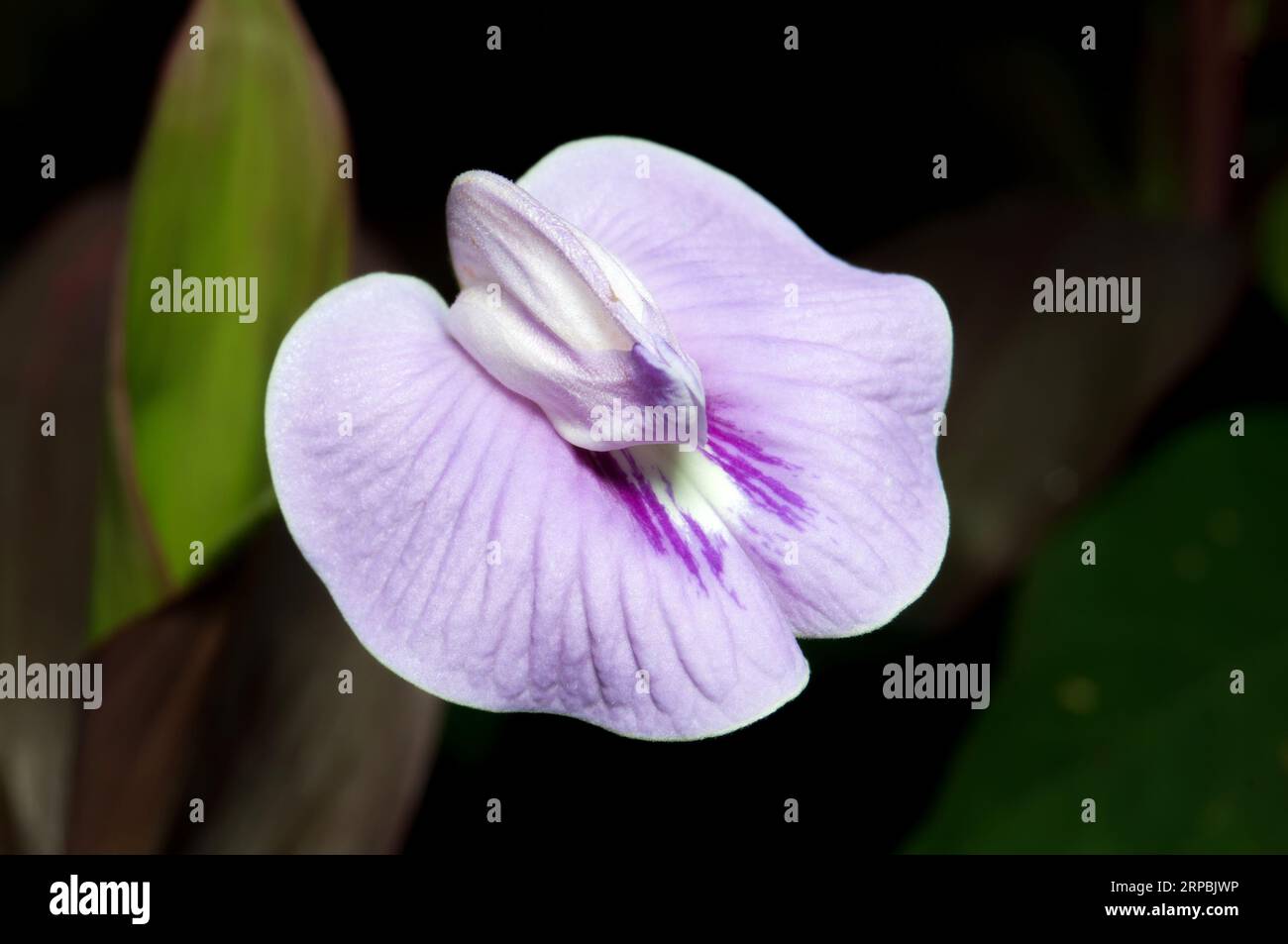 Centrosema pubescens - common name centro or butterfly pea Stock Photo ...