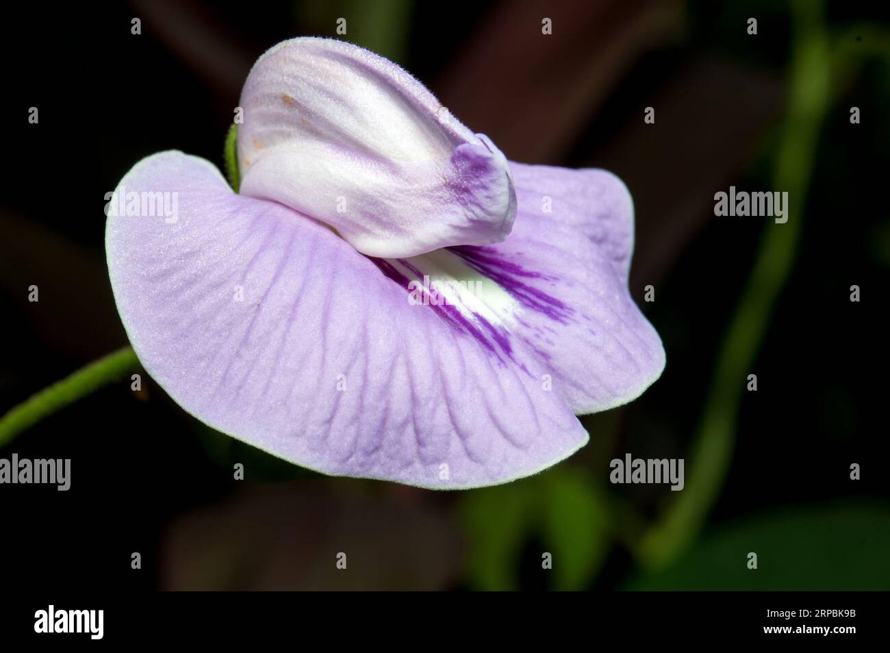 Centrosema pubescens - common name centro or butterfly pea Stock Photo ...