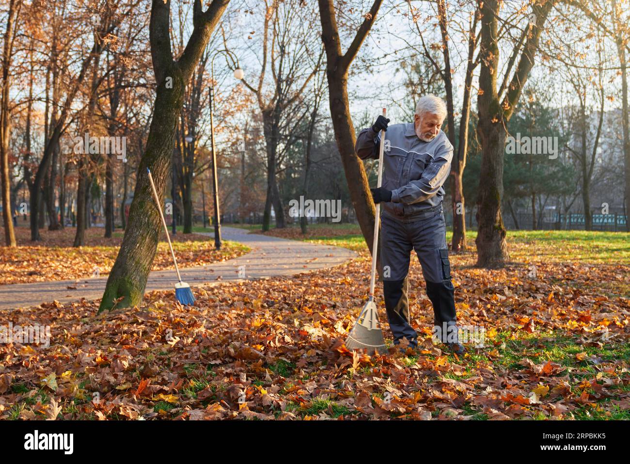 Focused senior male worker using big rake to gather fallen leaves in ...