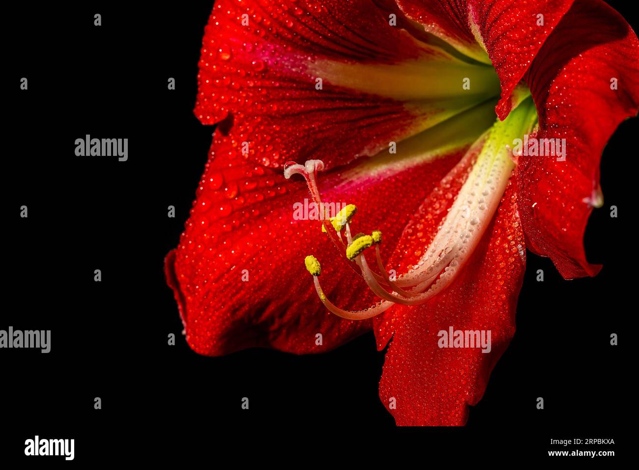 Showcasing striking black hi-res stock photography and images - Alamy