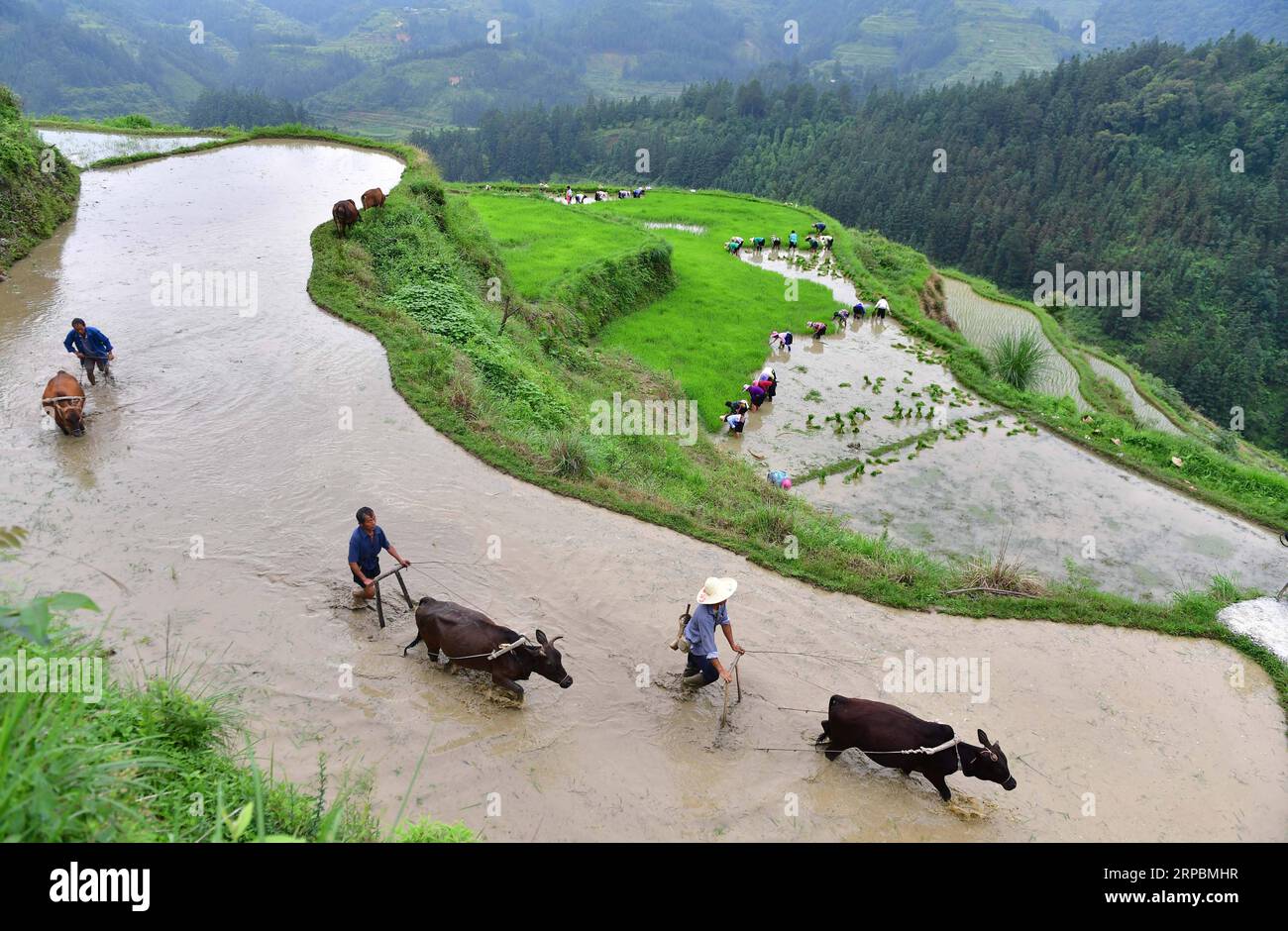 100 rice fields hi-res stock photography and images - Alamy
