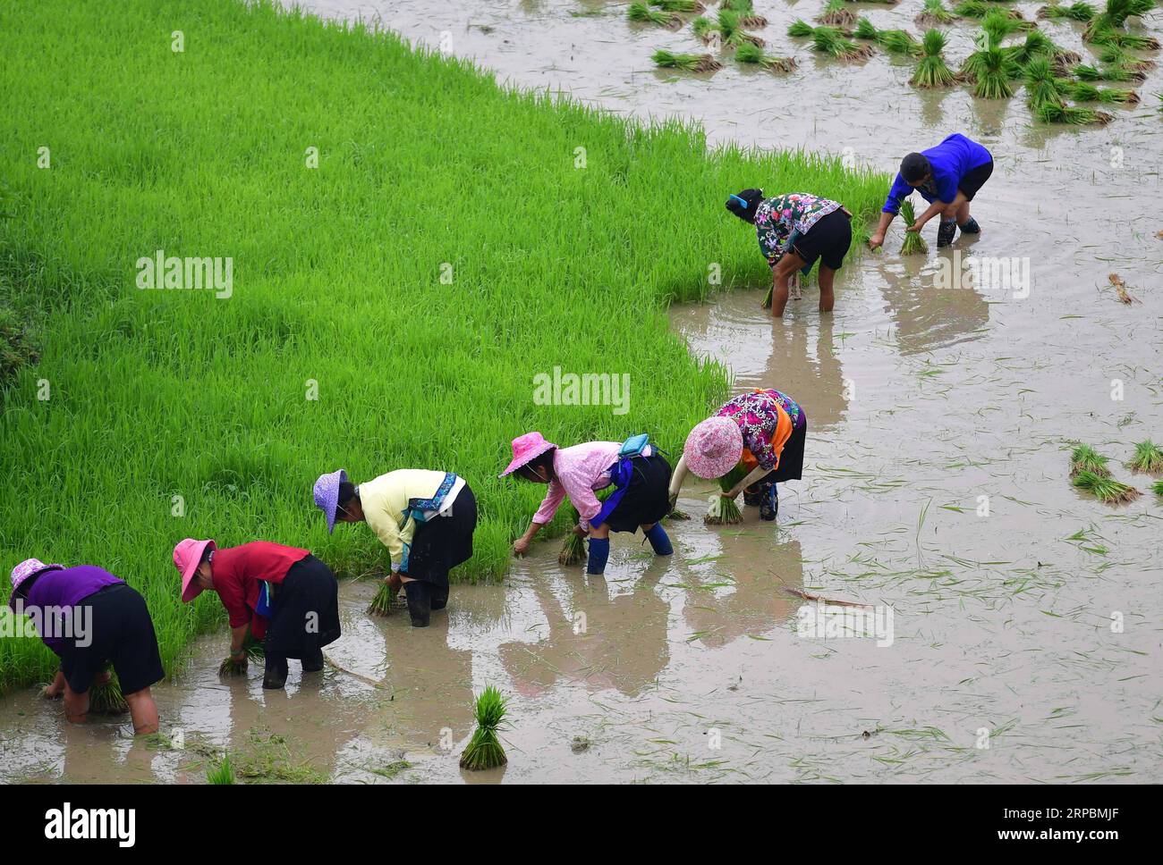 100 rice fields hi-res stock photography and images - Alamy
