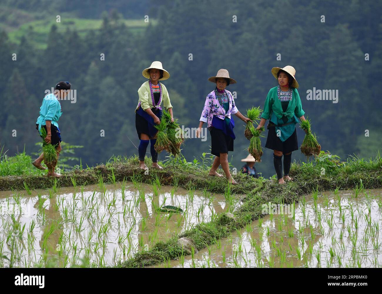 100 rice fields hi-res stock photography and images - Alamy