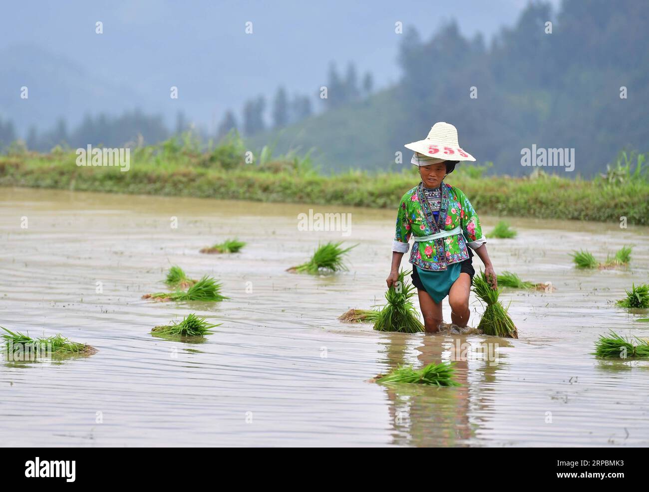 100 rice fields hi-res stock photography and images - Alamy
