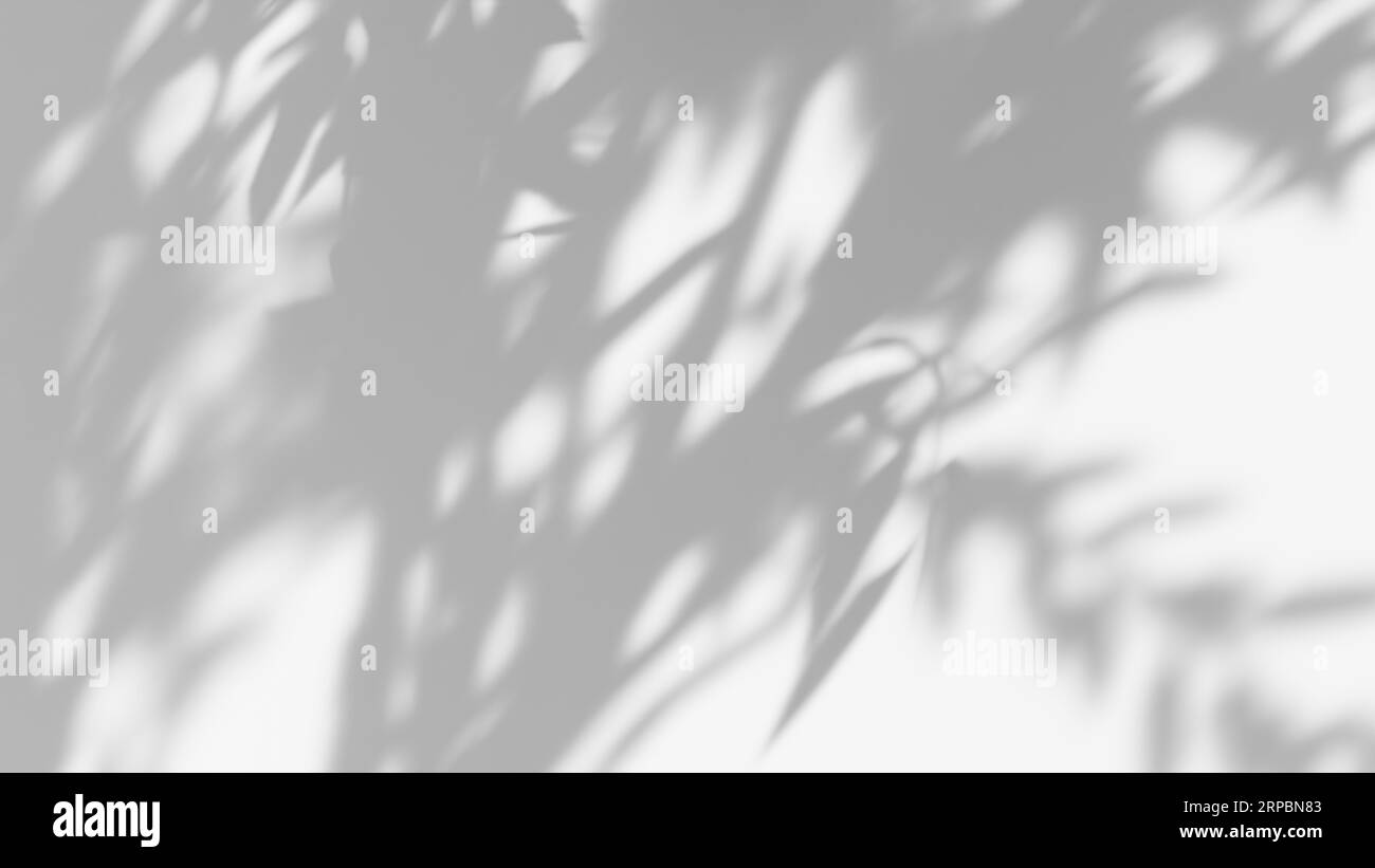 leaf shadow overlay effect. white background with tropical leaves ...