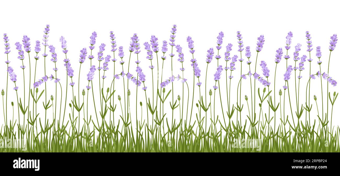 Lavender Border Clipart