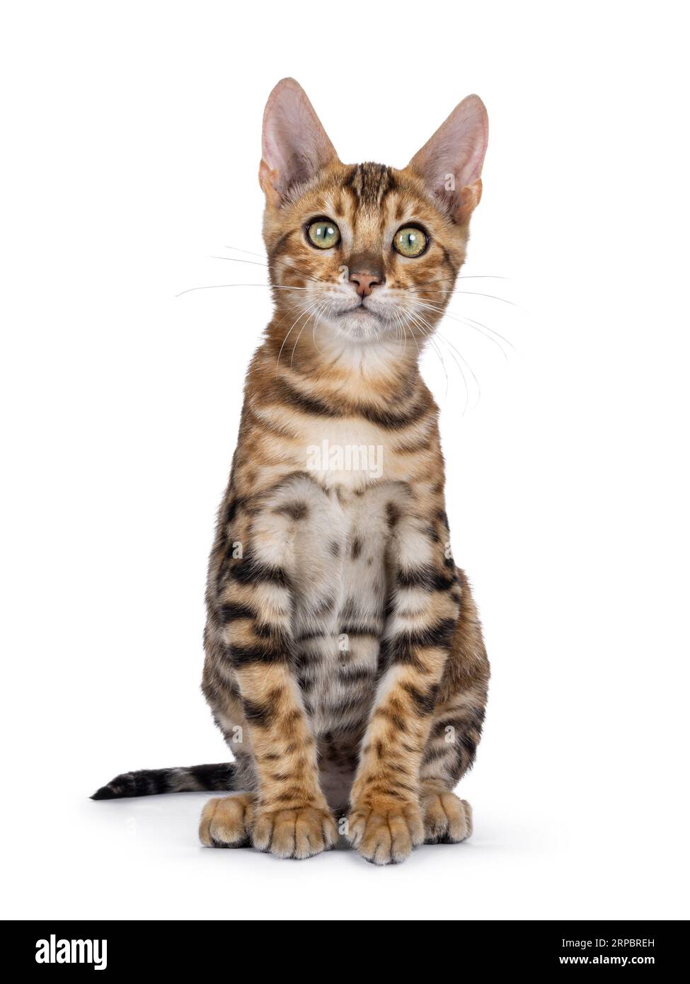 Cute brown Bengal cat kitten, sitting up facing front. Looking towards ...