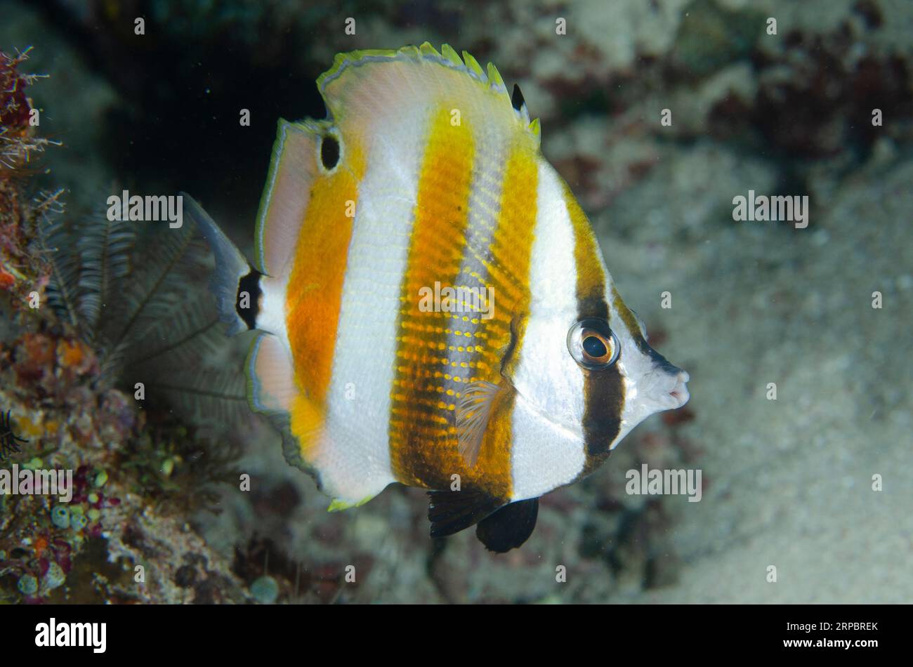 Two-eyed Coralfish, Coradion melanopus, with damaged fins, night dive ...