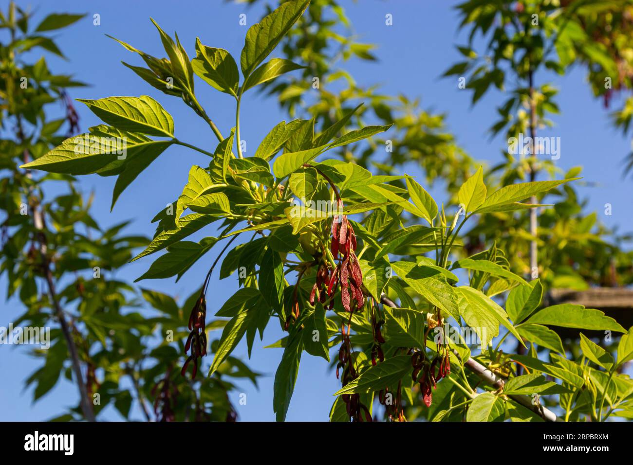 Winged seed pods hi-res stock photography and images - Alamy