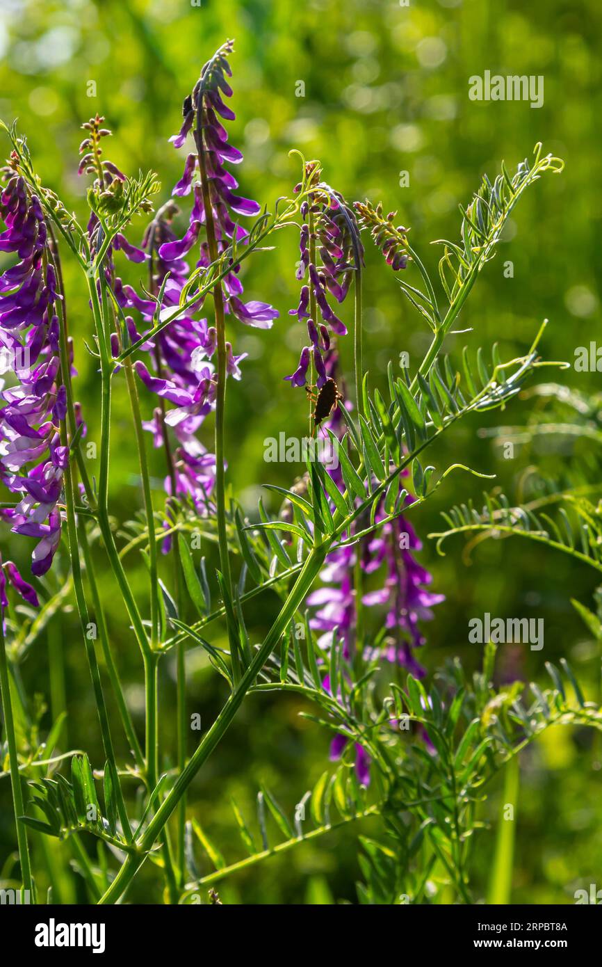 Vetch, vicia cracca valuable honey plant, fodder, and medicinal plant ...