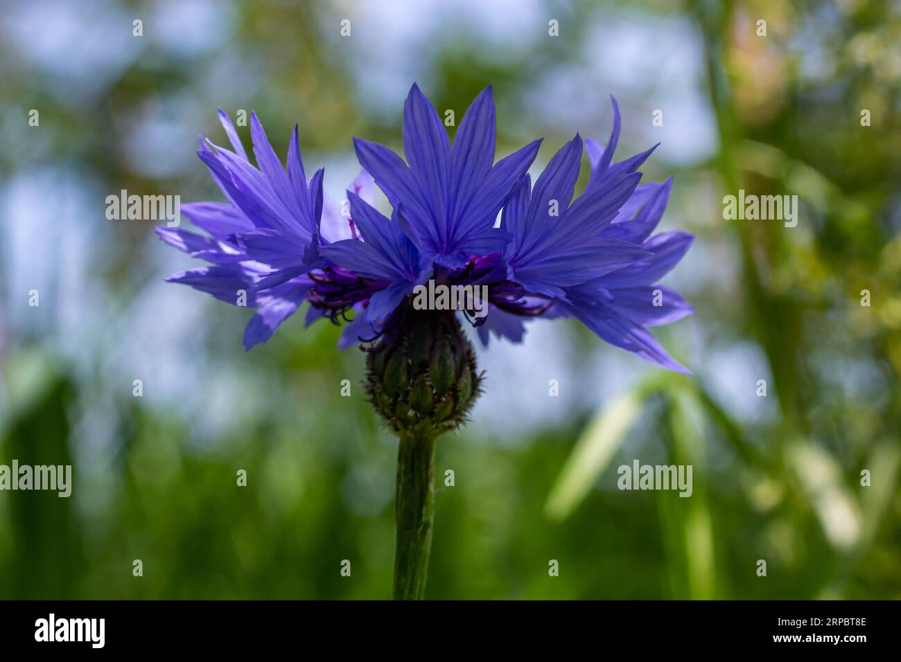 the blue cornflower centaurea cyanus is an edible plant Stock Photo - Alamy