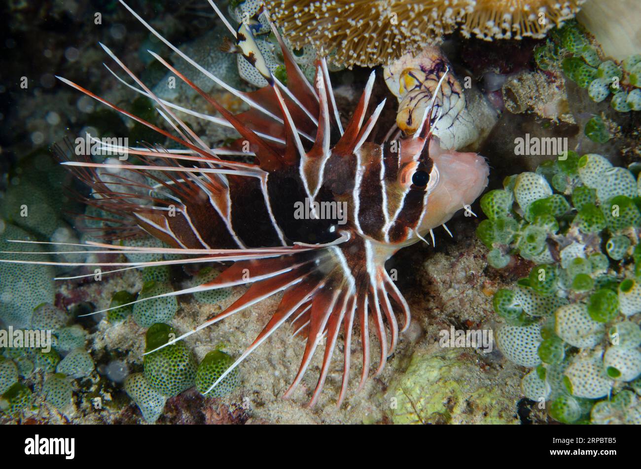 Clearfin Lionfish, Pterois radiata, night dive, Murex House Reef dive ...
