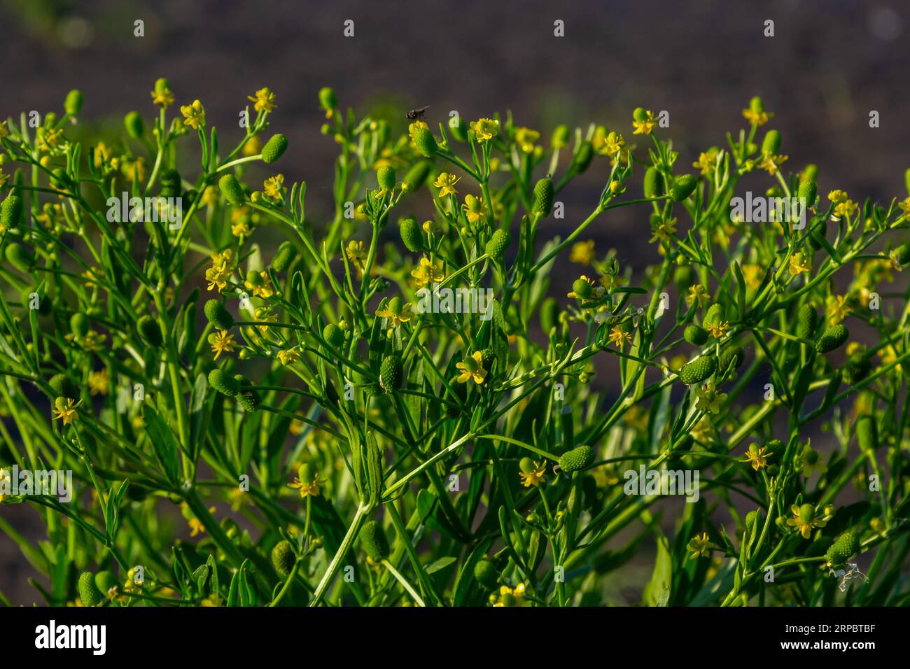 Ranunculus sceleratus, Celery-leaved buttercup, Ranunculaceae. Wild ...