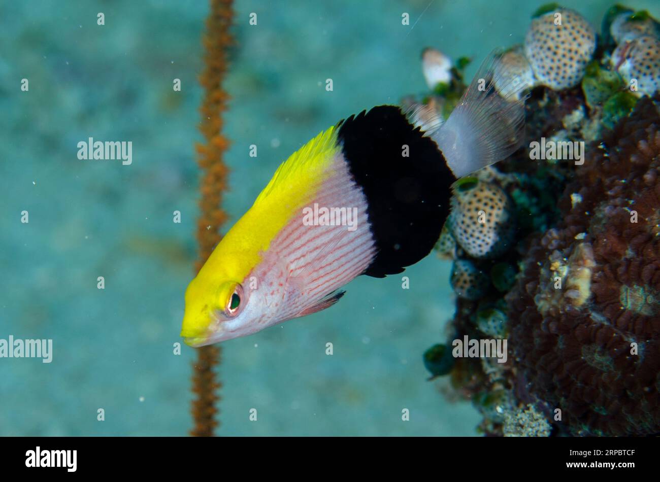 Tarry Hogfish, Bodianus bilunulatus, Tiga Batu dive site, Bangka Island ...