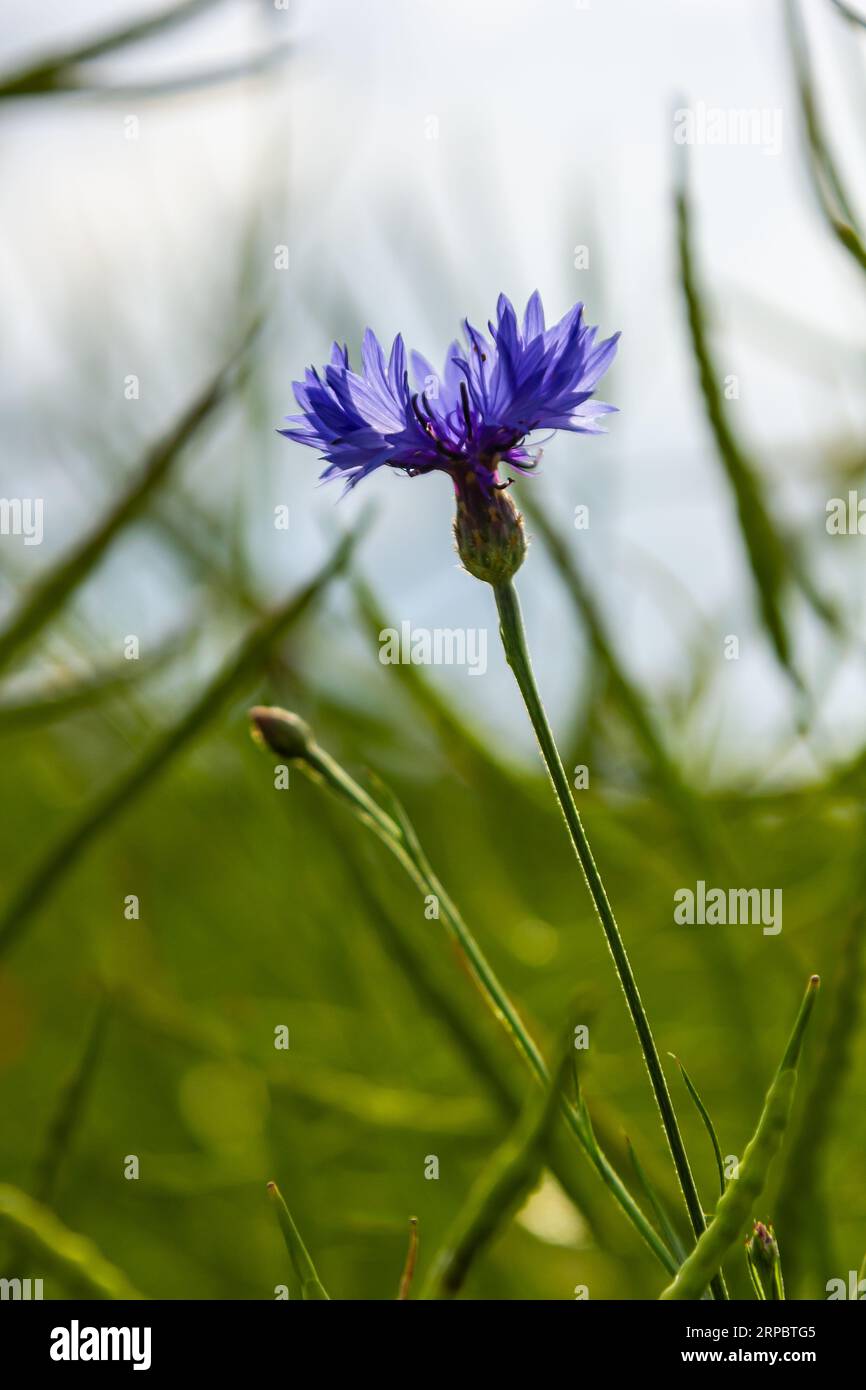 the blue cornflower centaurea cyanus is an edible plant Stock Photo - Alamy