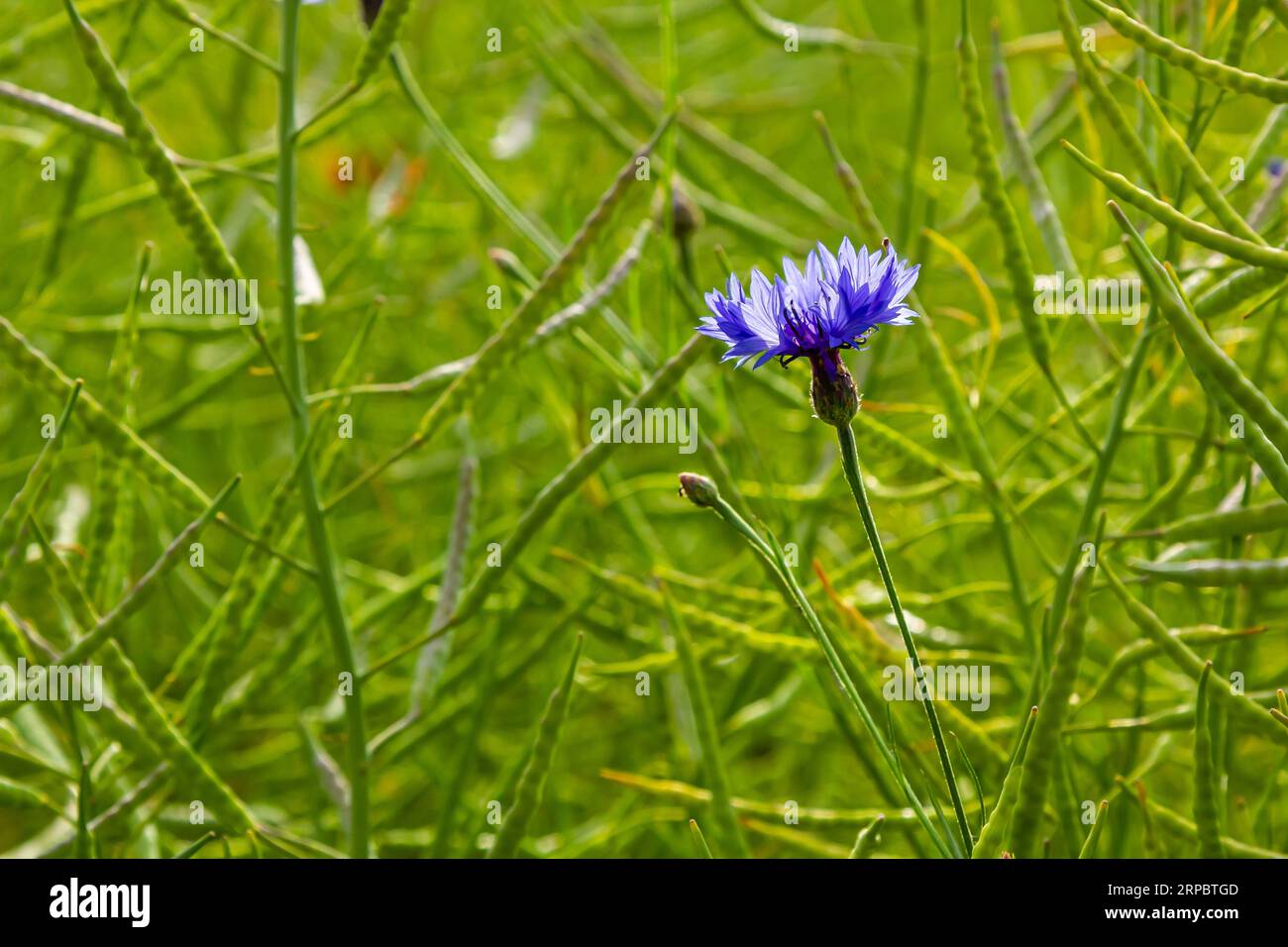 the blue cornflower centaurea cyanus is an edible plant Stock Photo - Alamy