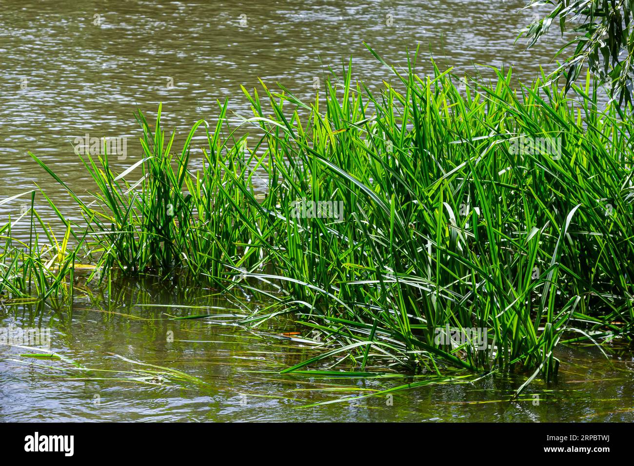 Glyceria maxima, commonly known as great manna grass, reed mannagrass ...