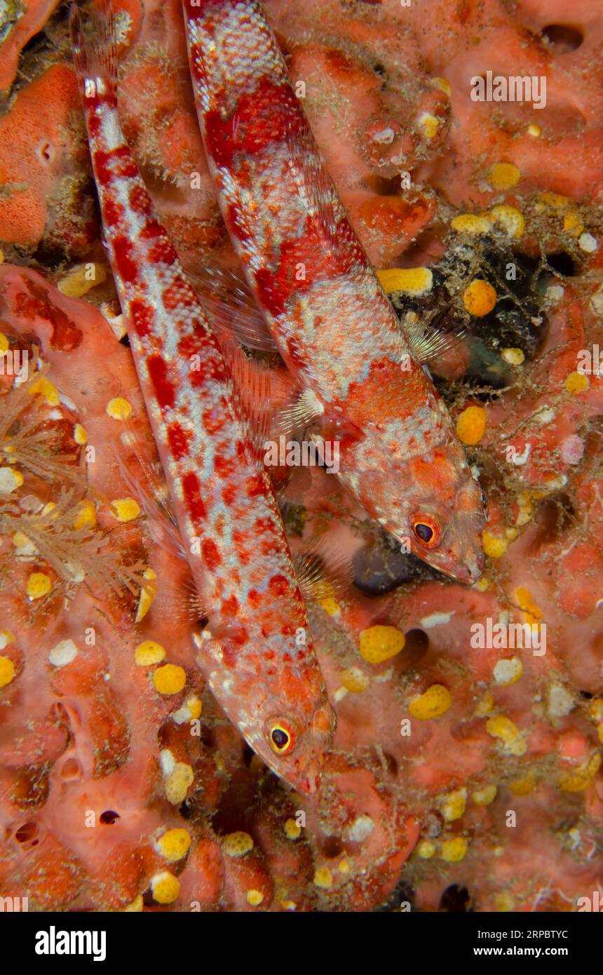 Twospot Lizardfish, Synodus binotatus, and Reef Lizardfish, Synodus ...