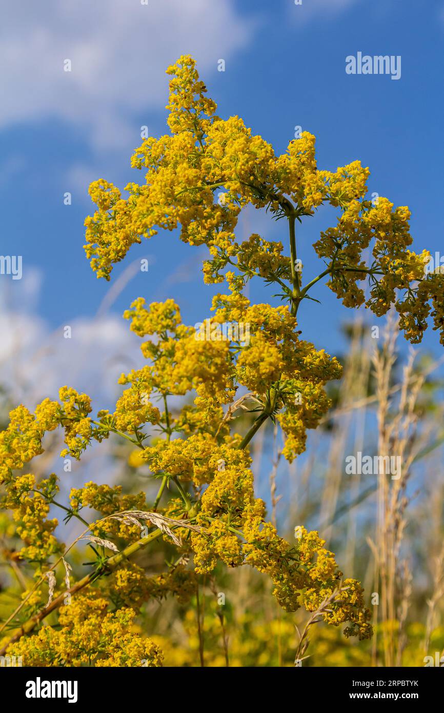 Galium verum, lady's bedstraw or yellow bedstraw low scrambling plant ...