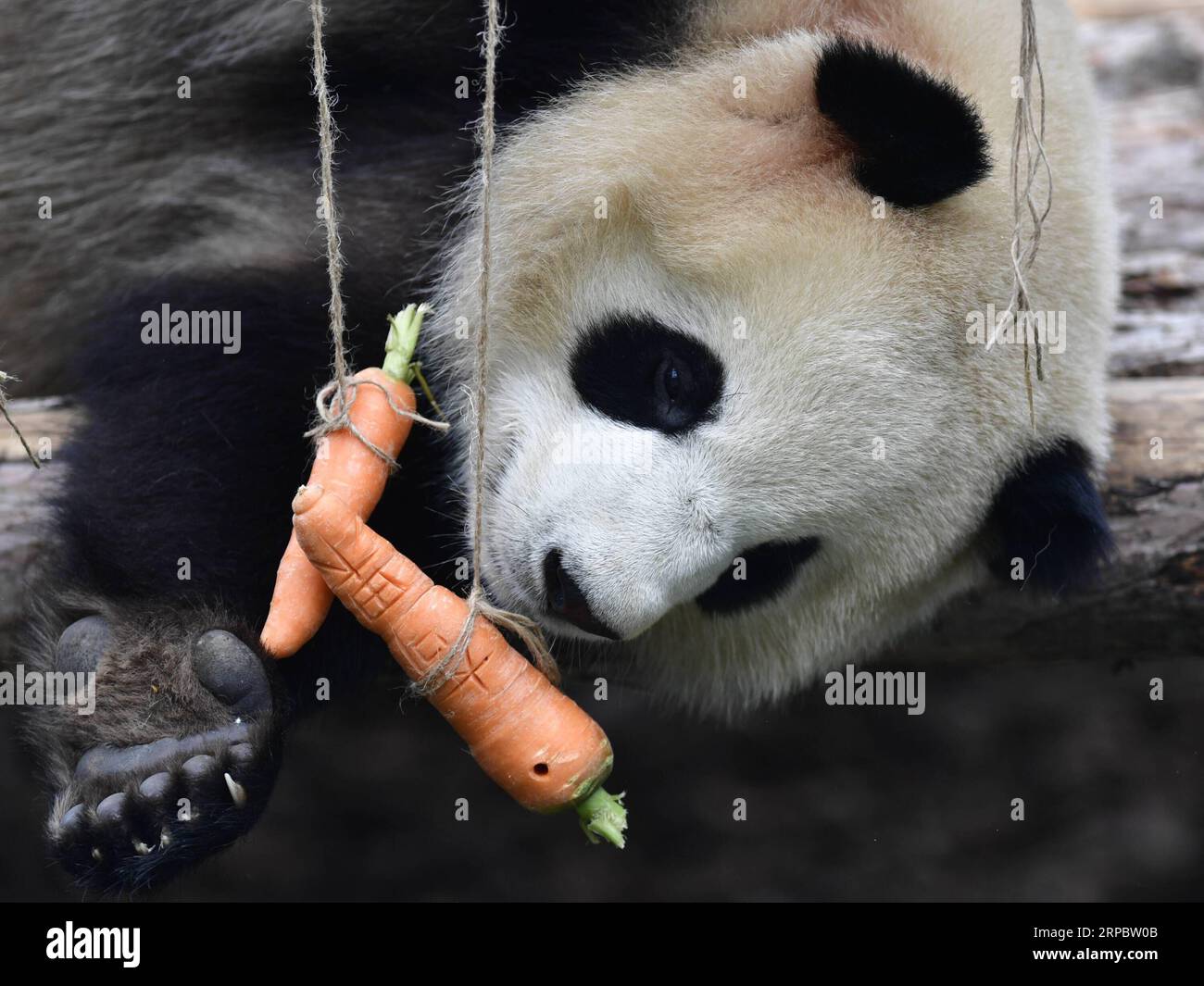 (190616) -- XINING, June 16, 2019 (Xinhua) -- A giant panda eats ...