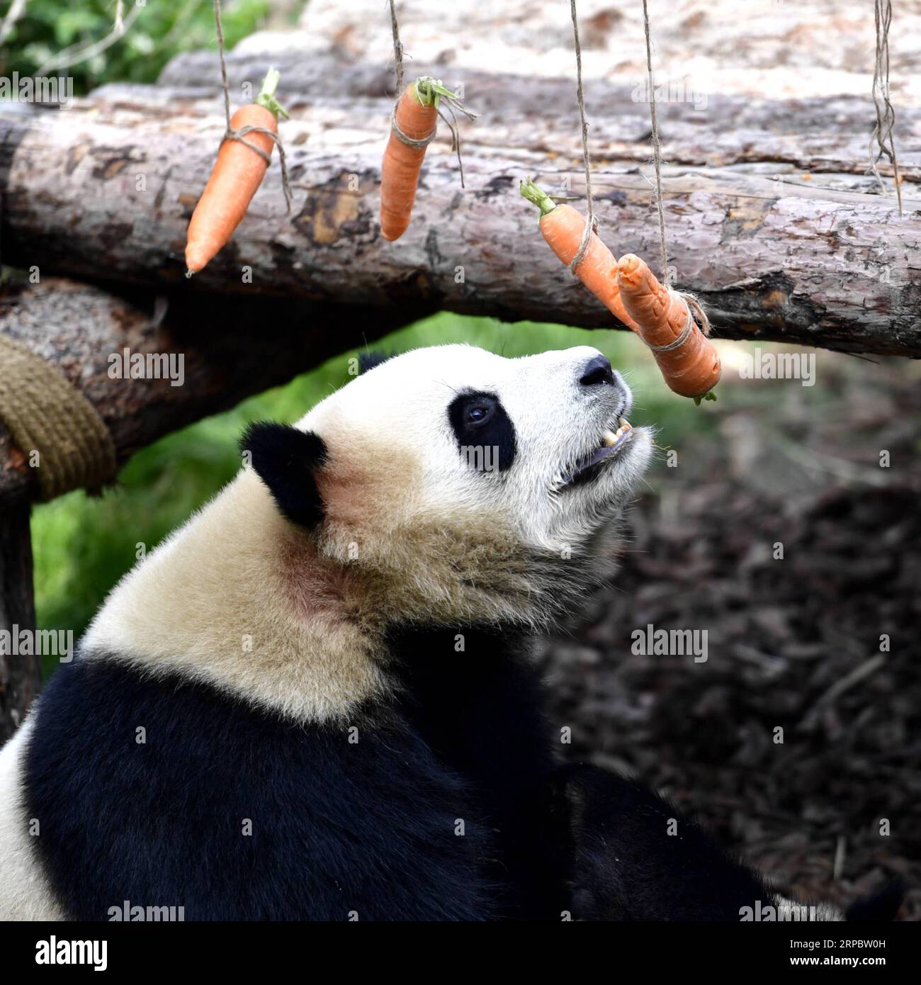 (190616) -- XINING, June 16, 2019 (Xinhua) -- A giant panda eats ...