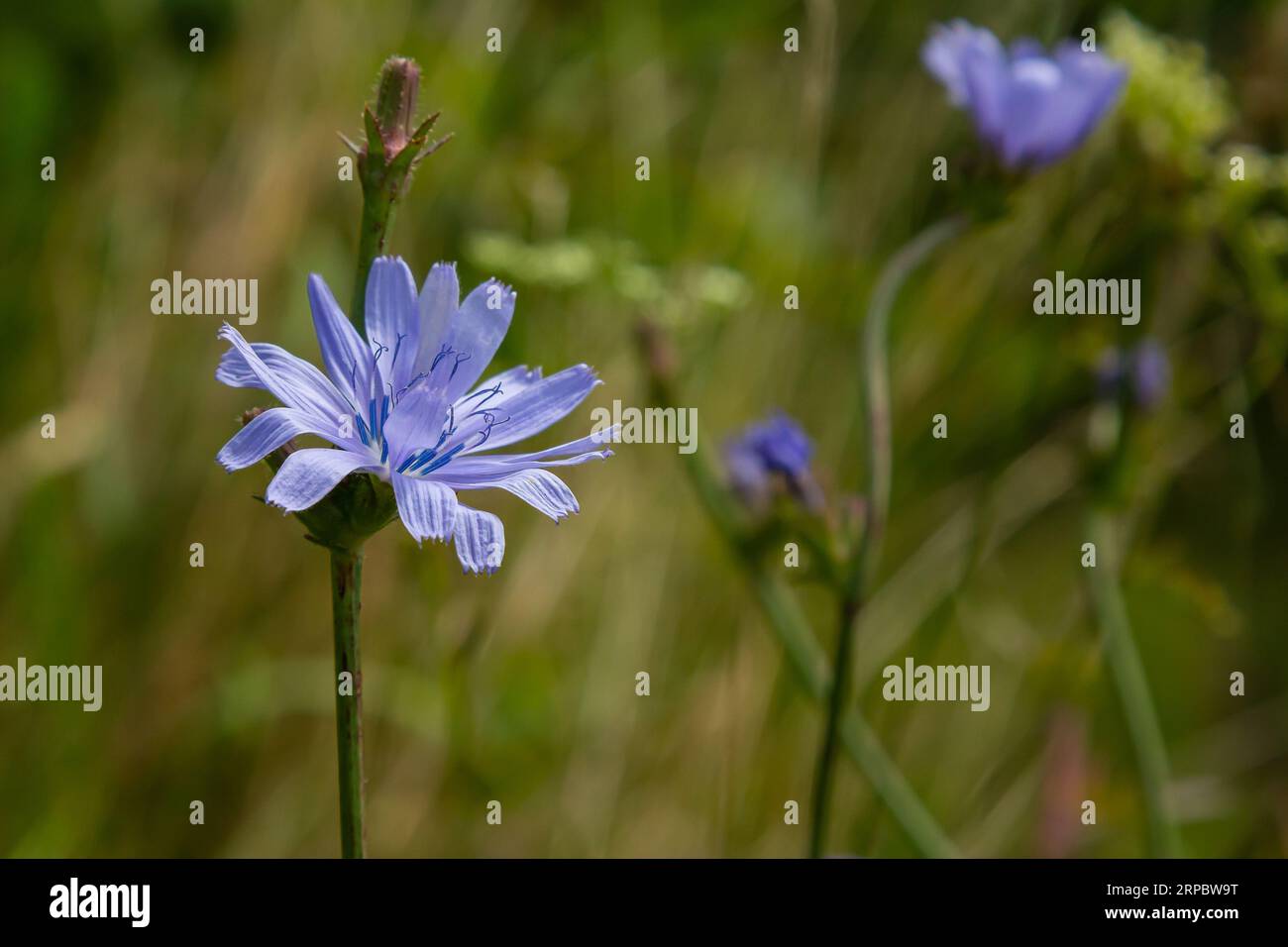 delicate blue flowers of chicory, plants with the Latin name Cichorium ...
