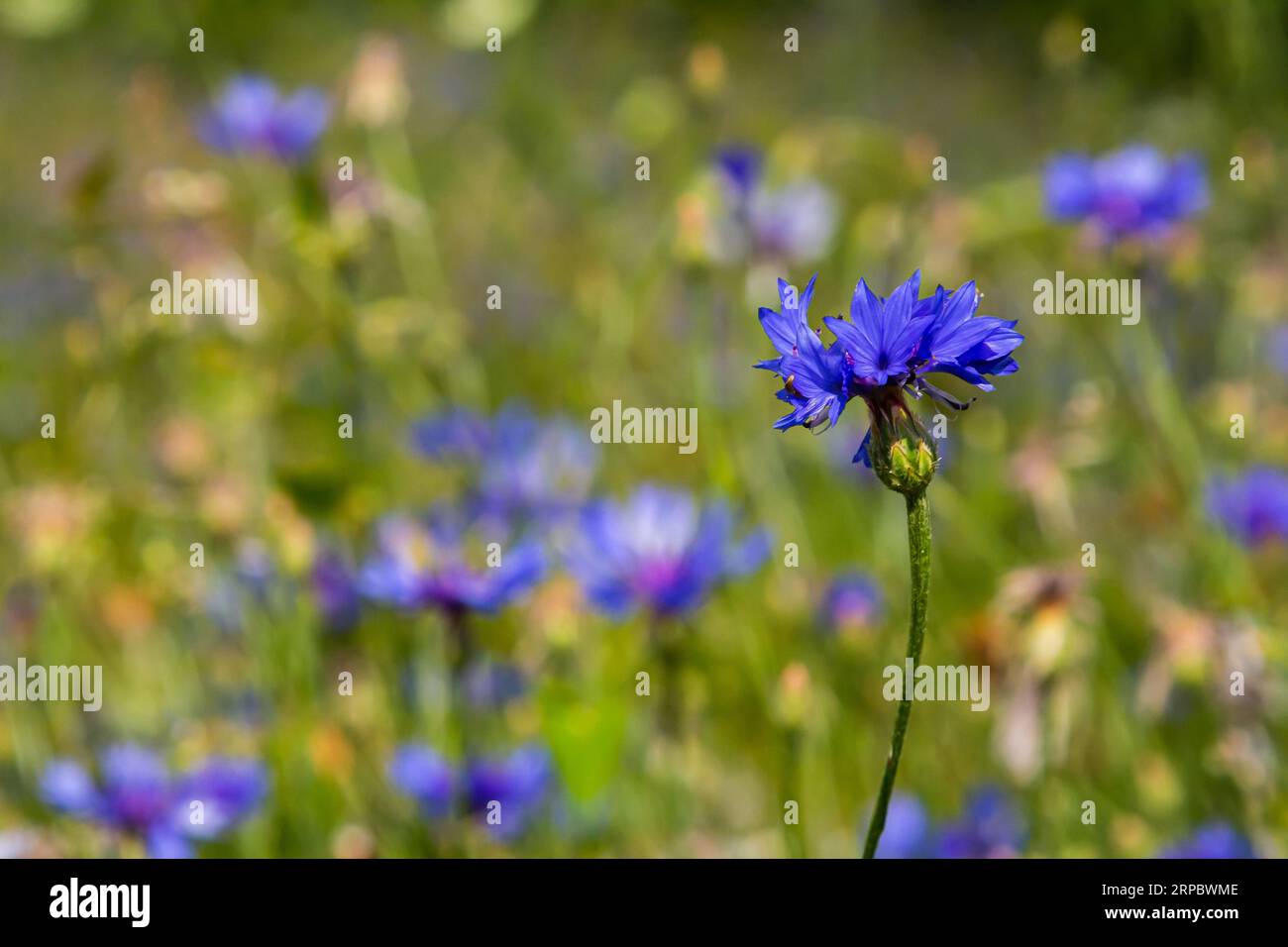 the blue cornflower centaurea cyanus is an edible plant Stock Photo - Alamy