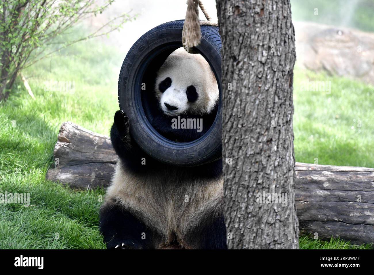 (190617) -- BEIJING, June 17, 2019 (Xinhua) -- A giant panda is seen in ...