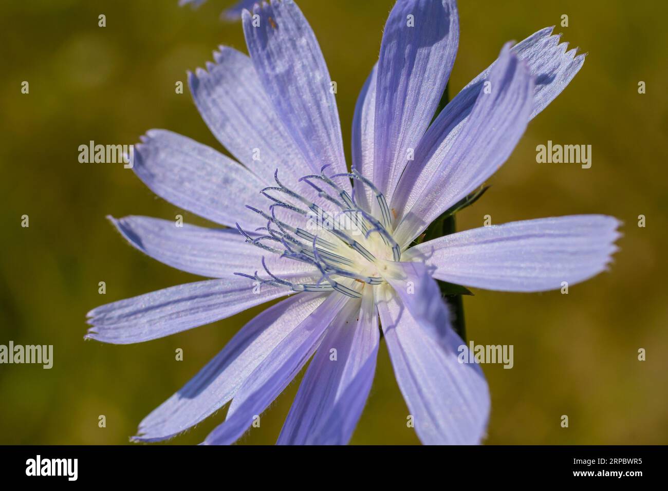 delicate blue flowers of chicory, plants with the Latin name Cichorium ...
