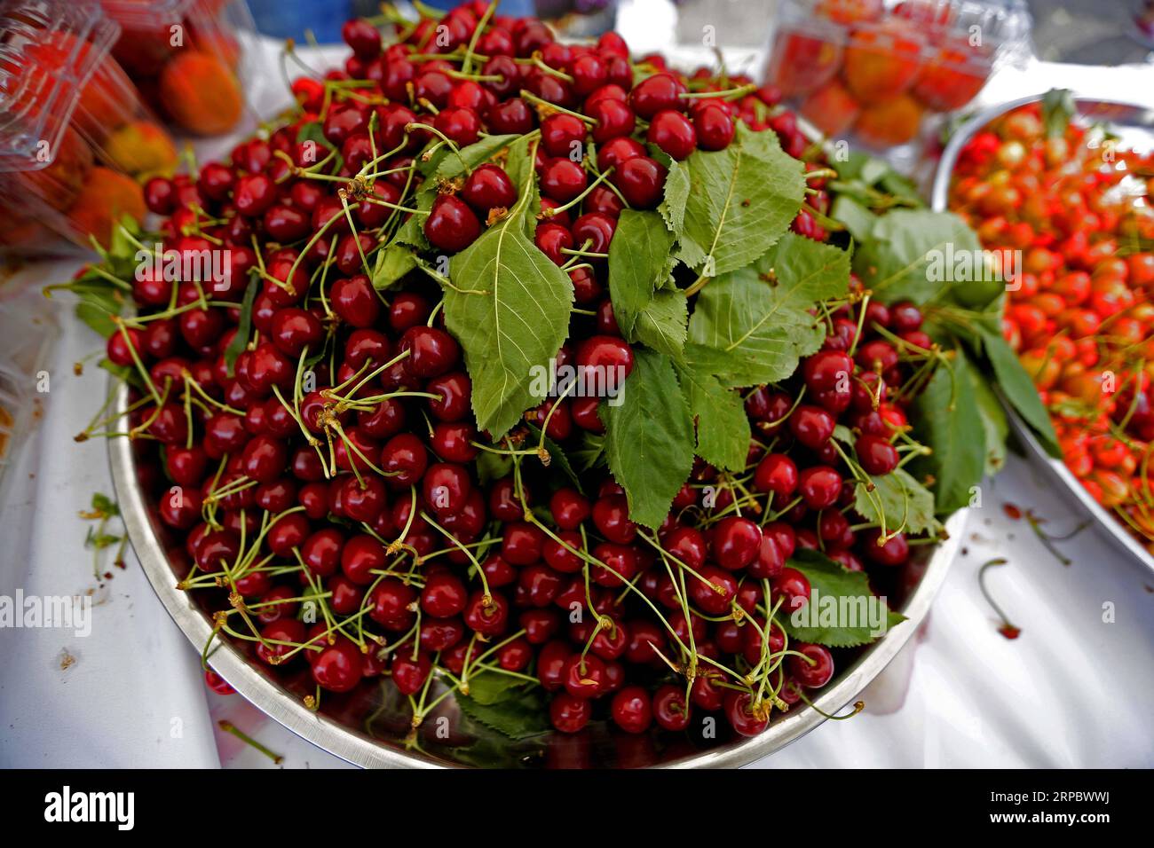 (190617) -- HAMANA, June 17, 2019 -- Freshly-picked cherries are seen ...