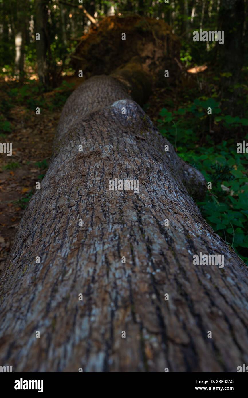A dead tree on the forest ground. Ecology or environment background ...