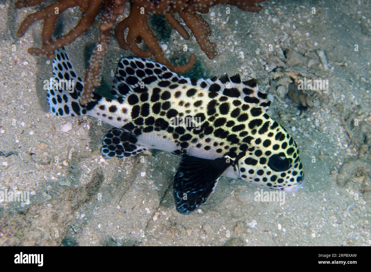 Juvenile Many-spotted Sweetlips, Plectorhinchus chaetodonoides, Sampiri ...