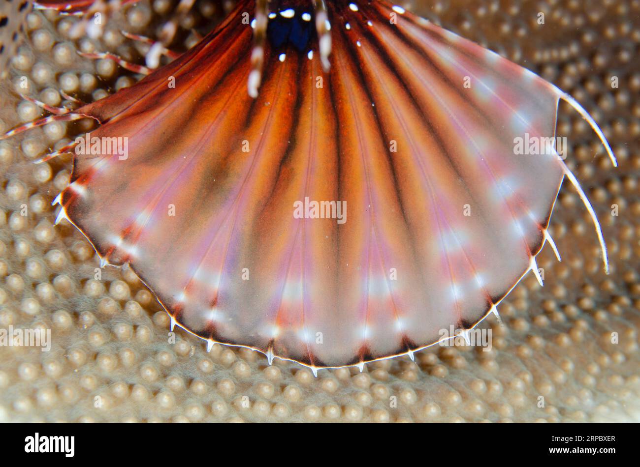 Zebra Lionfish, Dendrochirus zebra, fin on coral, Sampiri dive site ...
