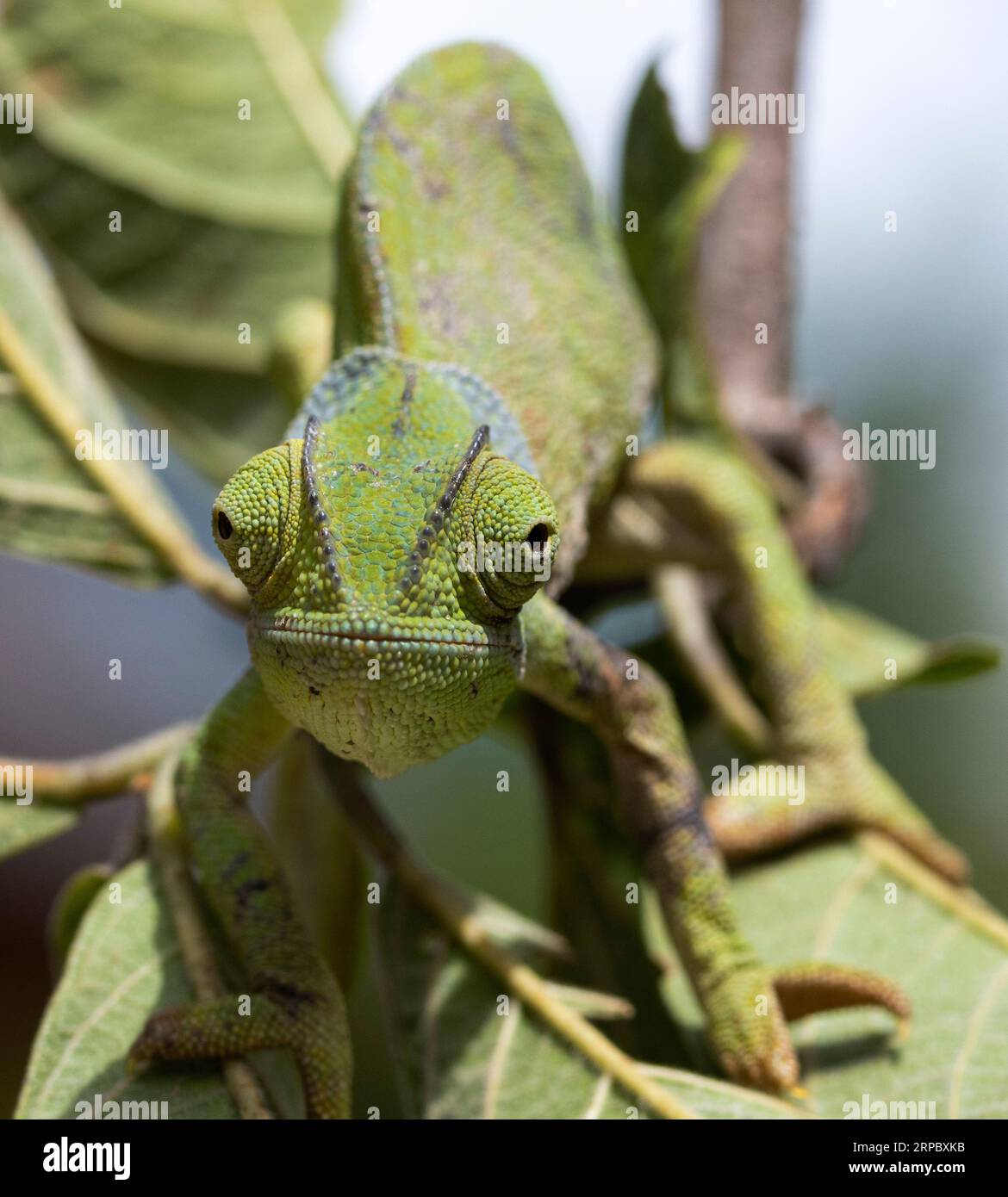 The Flap-necked Chameleon is the commonest and most widespread member ...