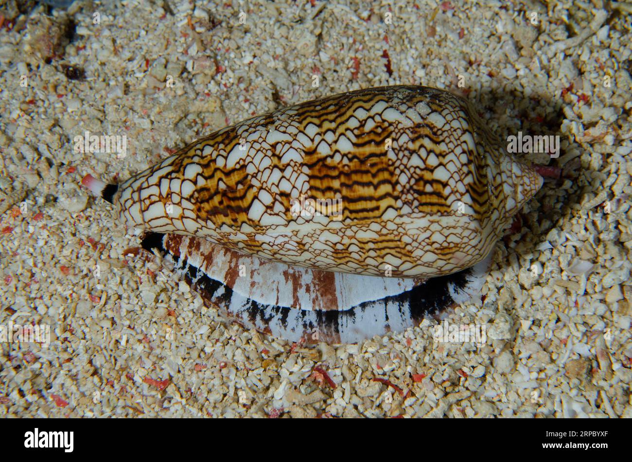 Textile Cone Shell, Conus textile, on sand, Murex House Reef dive site ...