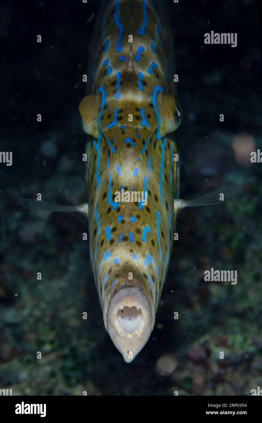 Scrawled Filefish, Aluterus scriptus, Murex House Reef dive site ...