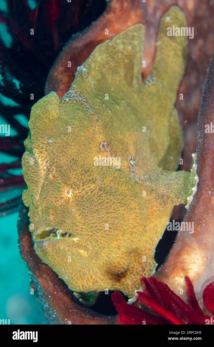 Giant Frogfish, Antennarius commersonii, night dive, Murex House Reef ...