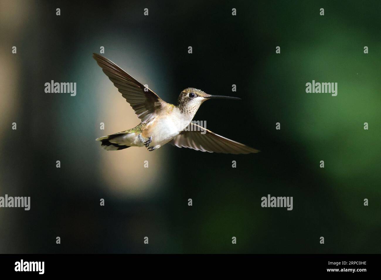 A hummingbird is captured in mid-air, its wings beating rapidly as it ...