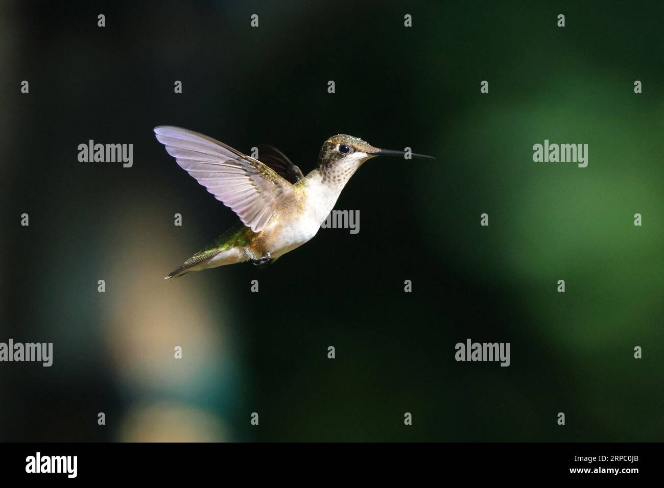 A hummingbird is captured in mid-air, its wings beating rapidly as it ...
