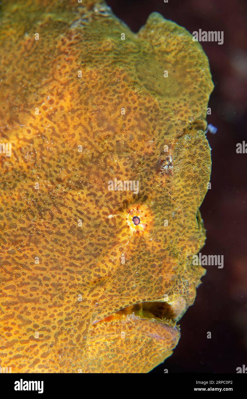 Giant Frogfish, Antennarius commersonii, night dive, Murex House Reef ...