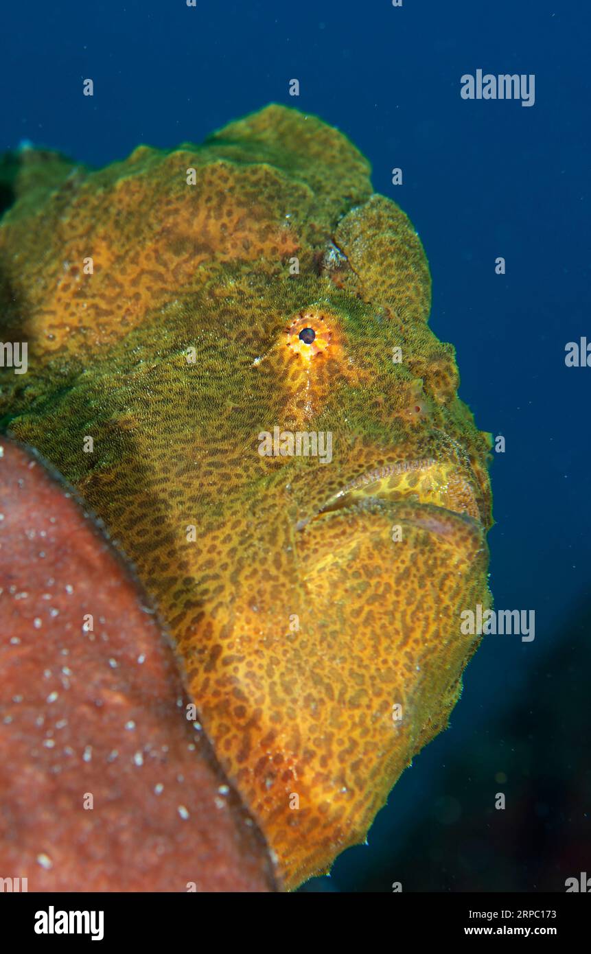 Giant Frogfish, Antennarius commersonii, night dive, Murex House Reef ...